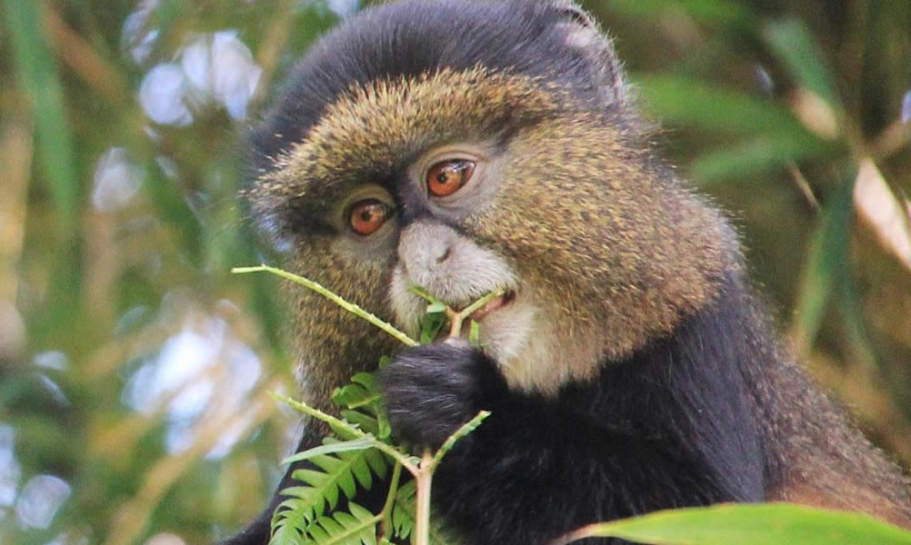 Golden Monkey Tracking in Rwanda - Visit Rwanda