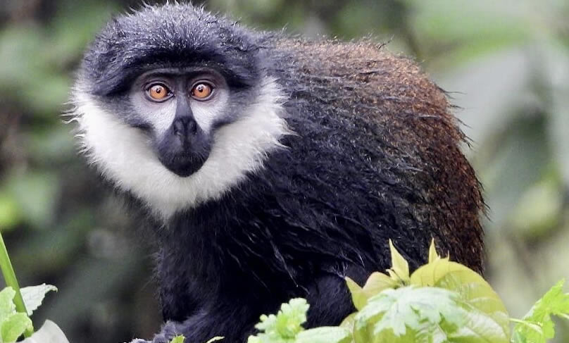 Canopy Walk in Nyungwe Forest National Park - Visit Rwanda